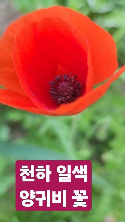 진짜양귀비꽃 Youtube