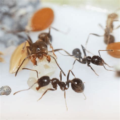 Spring Bugs Are On The Way Alcon Pest Control Services