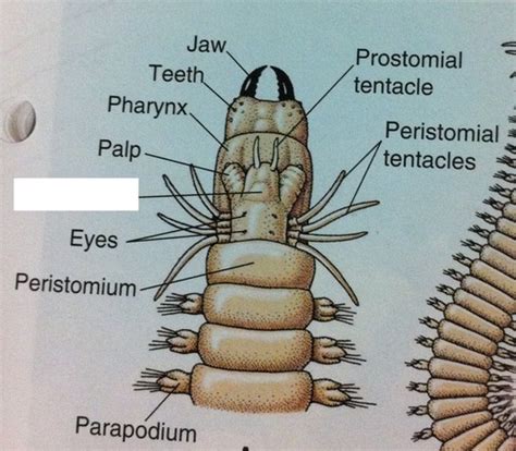 Nereis Dissection