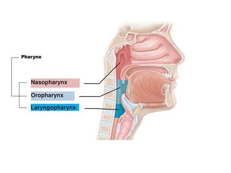 Nasopharynx Anatomy