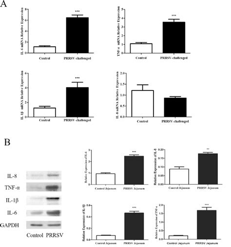 Effect Of Prrsv On The Expression Of Proinflammatory Cytokines A