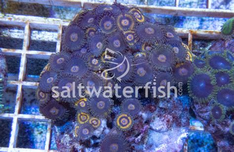 Zoanthid Ultra Color