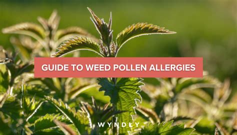 Weed Pollen Allergy Cause Symptoms Treatment 2025 And Wyndly