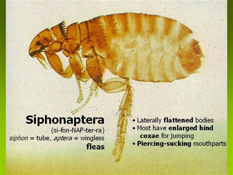 Insect Orders