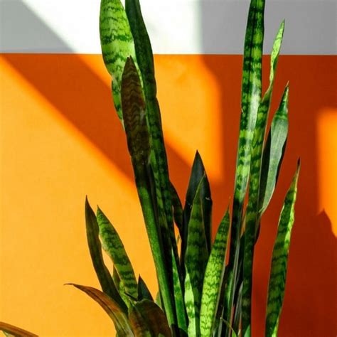 Timothi Youtube Youtube