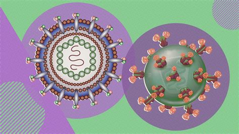 Co Infection Managing Hepatitis C And Hiv Everyday Health