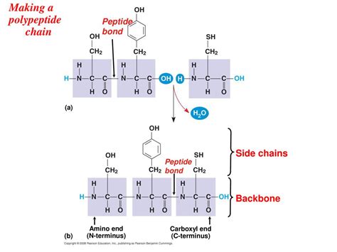 The Structure And Function Of Large Biological Molecules Ppt Download