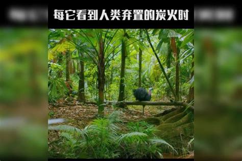 看着一点都不像现代生物科普 神奇动物在 奇闻奇事 科普 奇闻 奇事