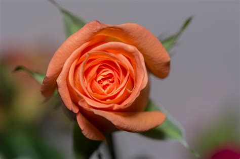 정원 장미 꽃 배경 장미 꽃 감촉에 아름 다운 오렌지 장미 꽃 빨강에 대한 스톡 사진 및 기타 이미지 빨강 잎 장미