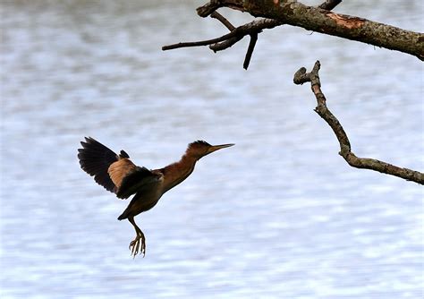 The Life Journey In Photography Yellow Bittern Kinta Nature Park