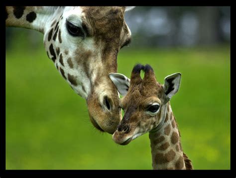All About Jillzy Facts About Giraffes