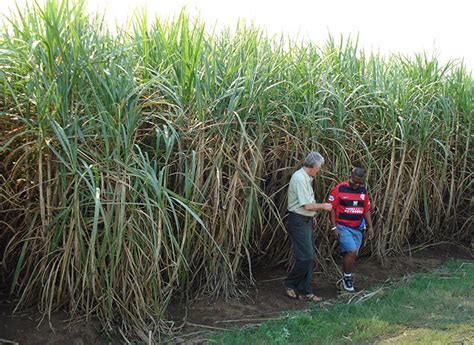 Eswatini Sugarcane Netafim Success Stories