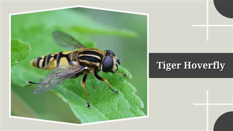 21 Types Of Hoverflies Species Identification With Name And Pictures
