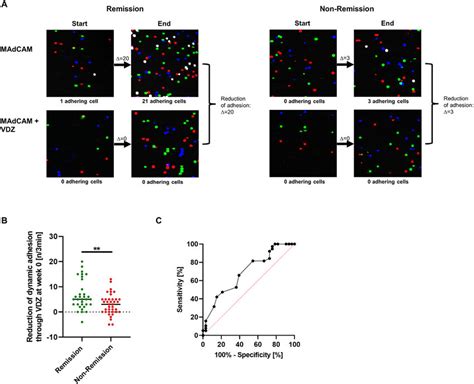Association Of Integrin α4β7 Function With Success Of Vedolizumab