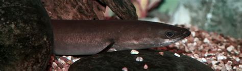 Eels Dont Have Sex Until The Last Year Of Their Life Rdamninteresting