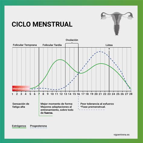 Lo Que Debés Saber Sobre Las Hormonas Femeninas