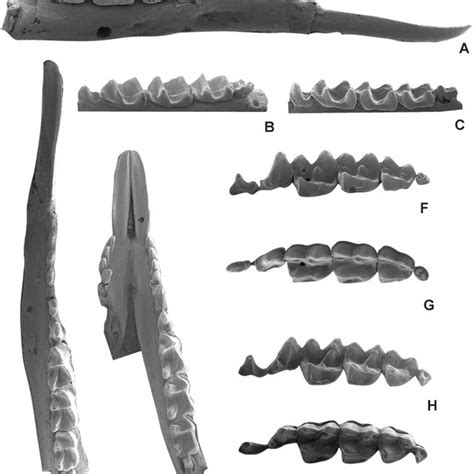 Extant Caenolestids A B D F G Rhyncholestes Raphanurus Macn Ma Download Scientific Diagram
