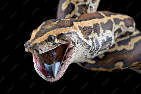Burmese Python Eating A Bird Premium Photo