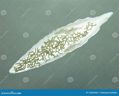 Cat Liver Fluke Opisthorchis Felineus Life Cycle Hand Drawing Sketch
