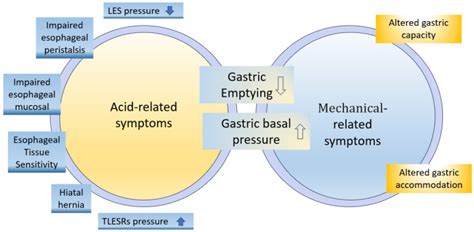 Functional Food In Relation To Gastroesophageal Reflux Disease Gerd Pmc