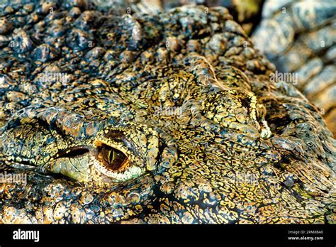Close Up Of An Eye Of A Nile Crocodile Crocodylus Niloticus Stock