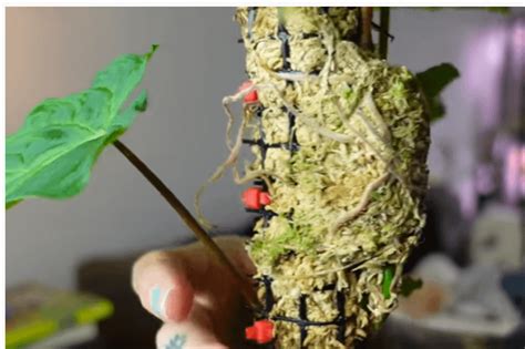 Philodendron Verrucosum Propagation Raroids