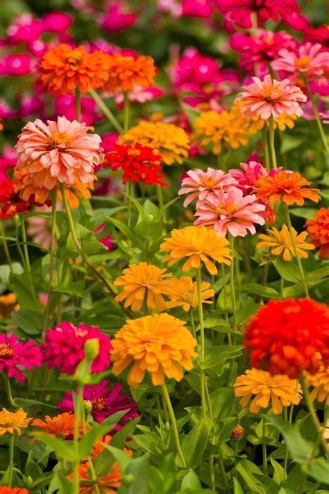 Visit Ogden Gardens Park Valparaiso Indiana Artofit