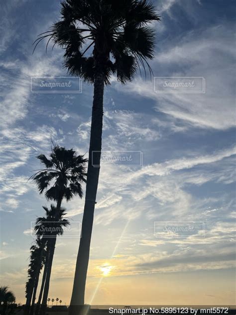 ビーチ ヤシの木の写真・画像素材 5895123 Snapmart（スナップマート）