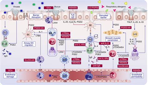Eicosanoid Pathways In Viral Infections And Allergic Inflammation Of