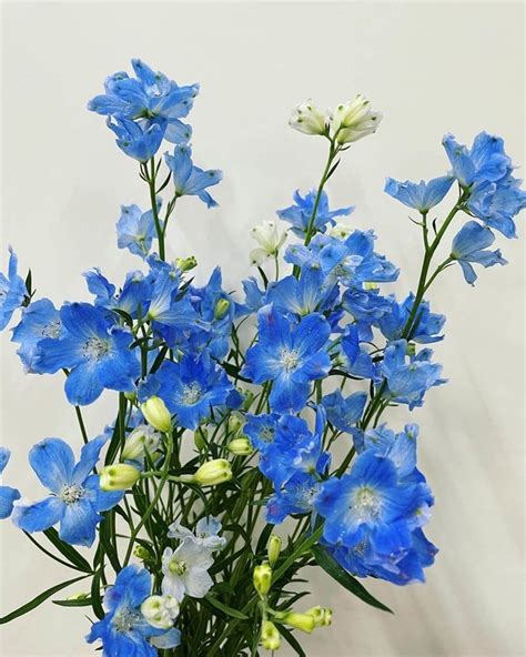 花屋が教える6月が美しいオススメの切花9選 ひとりでハナログ