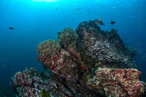 Colourful Coral Reef And Shoal Of Fish In A Tropical Reef Stock Image