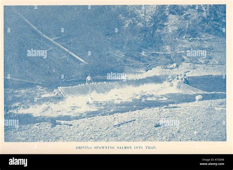 a depiction of salmon migrating upstream to spawn with some being
