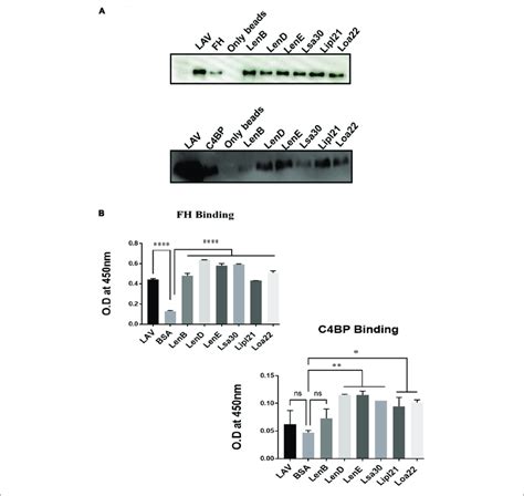 Evaluation Of Binding Of Surface Proteins With Complement Regulators Download Scientific