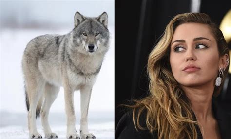 White Wolf The Us Popstar Miley Cyrus Says Shell Use Her Fame To