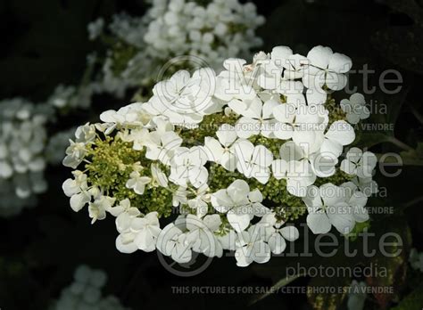 Photo Of Hydrangea Pee Wee Hydrangea