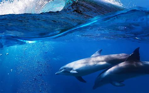 イルカ、 海、 自然、 動物、 Hdデスクトップの壁紙 Wallpaperbetter