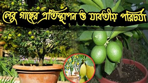 লেবু গাছ টবে প্রতিস্থাপন ও সম্পূর্ণ পরিচর্যা। Youtube