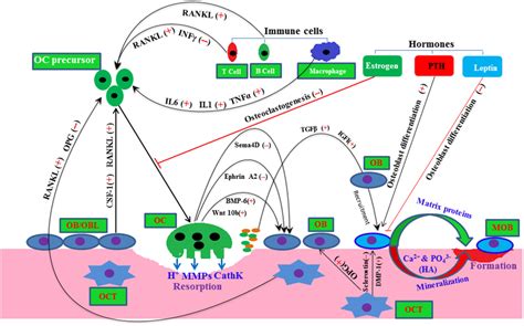 A Molecular View Of Bone Remodeling With A Complex Interaction Among