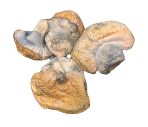 Mushrooms Dried Blue Nipple Magic Mushrooms 1 Ounce