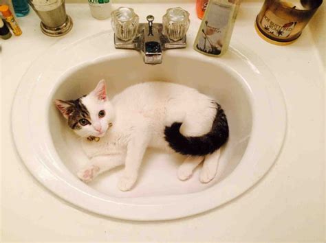My Favorite Fatty Cute Cats Hq Pictures Of Cute Cats And Kittens