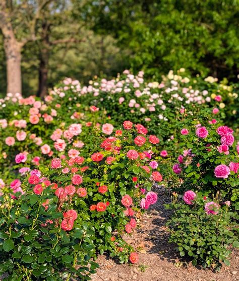 Beautiful Roses In My Garden