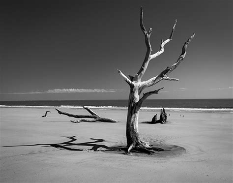 Naked Tree Project On Behance