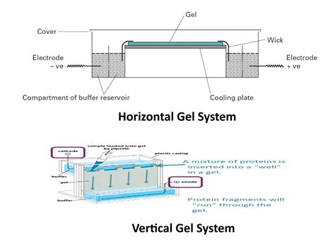 Agarose Gel Electrophoresis By Swapnil Anandpptx
