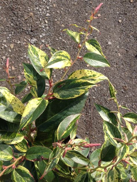 Leucothoe Fontanesiana Rainbow Wholesale Nursery Nurseries In