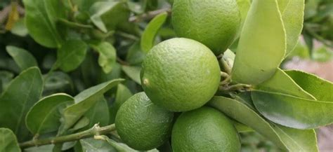 Guía para el Cultivo del Limón Siembra Cuidado y Cosecha