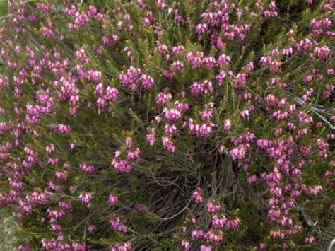 Piante Da Vaso Erica Erica Carnea Erica Gracilis Erica Hyemalis