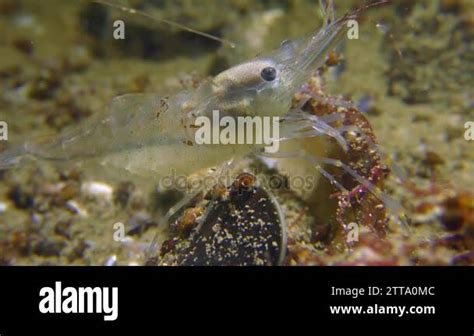 Palaemon Imbellis Stock Videos And Footage Hd And 4k Video Clips Alamy