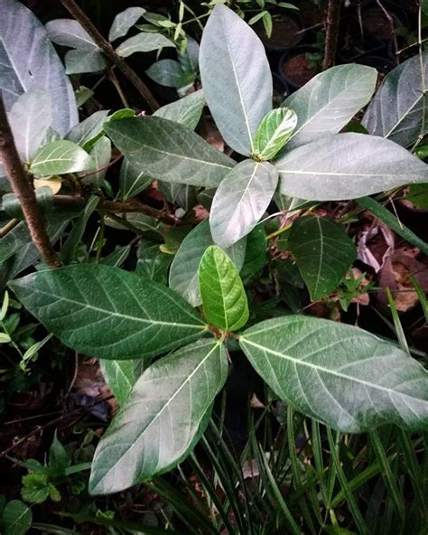 Health Benefits Of Gular Tree Gular Tree Uses Trustherb