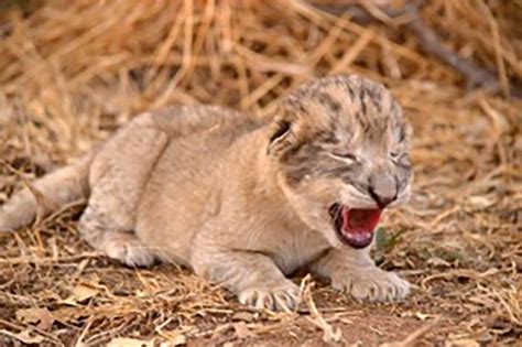 Lioness Giving Birth