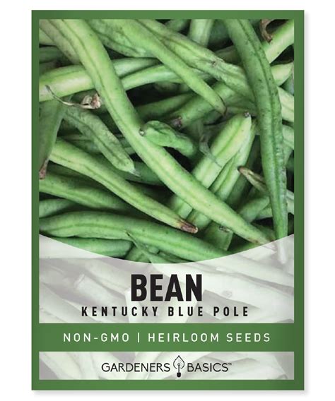 Kentucky Blue Pole Beans The Perfect Choice For Vertical Gardening